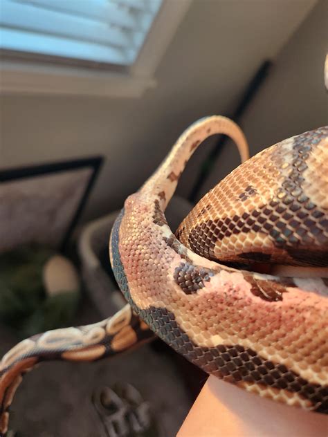 Raised Squishy Bumps On Ball Pythons Skin — Any Ideas For What This