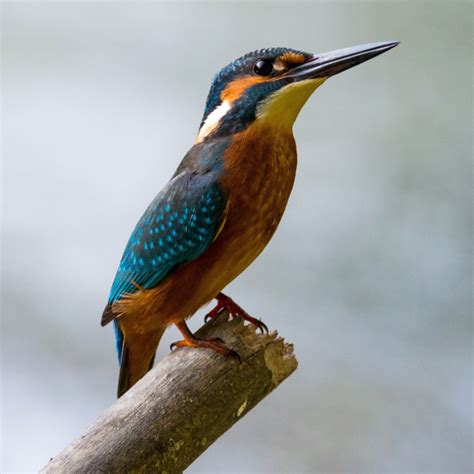 ფრინველების სიმღერის ხმები Album By Sounds Of Birds Singing Spotify