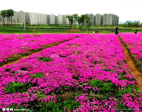 湖南长沙洋湖湿地公园摄影图自然风景自然景观摄影图库昵图网