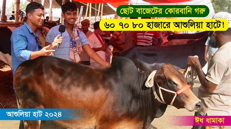 ৬০ ৭০ ৮০ হাজারে ছোট বাজেটের 2024 কোরবানি গরু 2024 গরুর হাট