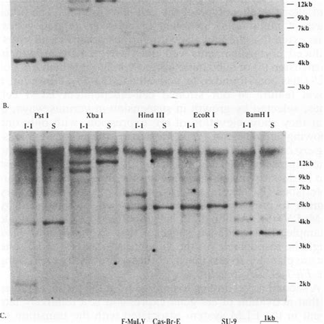 A Restriction Map Of Lambda Phage Clone A Derived From The Rearranged Download Scientific
