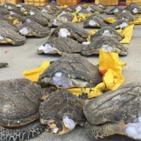 Silent Victims The Tragic Toll Of Sea Turtle Shell Trade Silent Victims The Tragic Toll Of Sea Turtle Shell Trade
