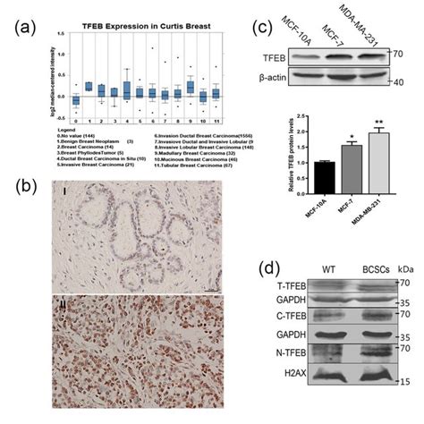 The Alternations Of Signal Pathway Of Myc In Breast Cancer