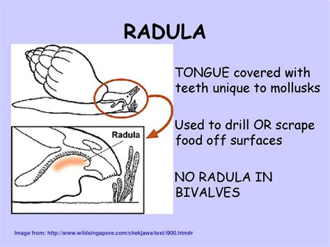Octopus Radula