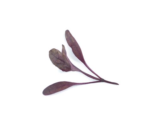 Bulls Blood Or Beetroot Leaf Atlanta Red Seeds £225 From