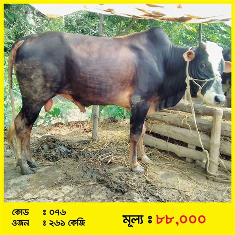 Code 076 ভালোকিনি