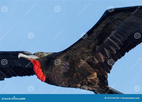 Male Fregata Magnificens Magnificent Frigatebird In Branches Of