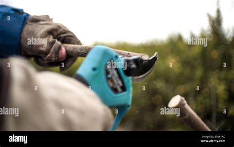 Farmer Pruning Trees With Electric Pruning Shears Branch Cutter Automatic With Battery To