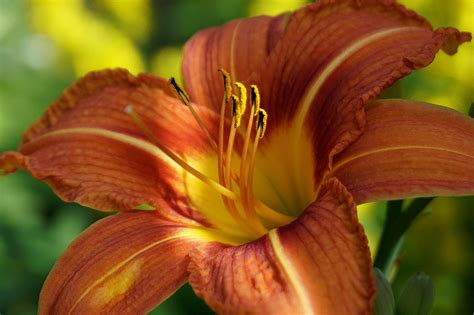 꽃 백합 식물학 블 Pixabay의 무료 사진