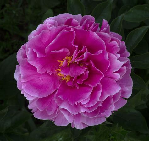 Купить саженцы пиона Розелла (Rosella)