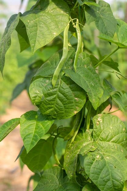Premium Photo Organic Fresh Green Bean Field