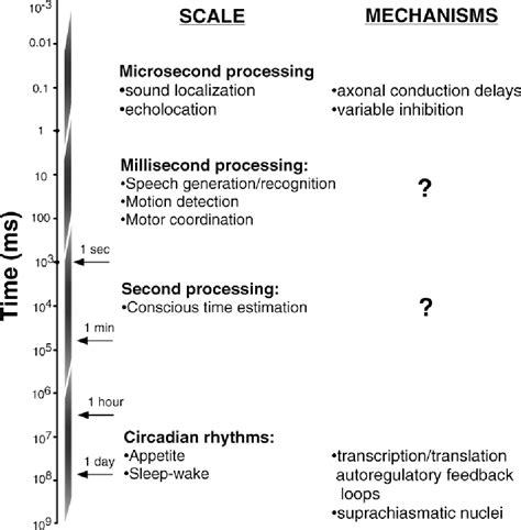 Figure From The Neural Basis Of Temporal Processing Semantic Scholar