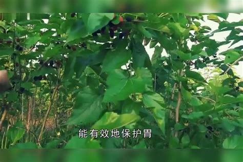 我国最强的解酒药，不是牛奶，每家每户都有，新春喝酒必备！牛奶必备我国