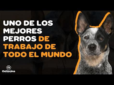 Son Perros Blue Heelers De Raza Mediana