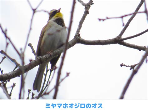 ミヤマホオジロ