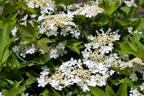 Learn How To Grow And Care For Viburnum Shrubs