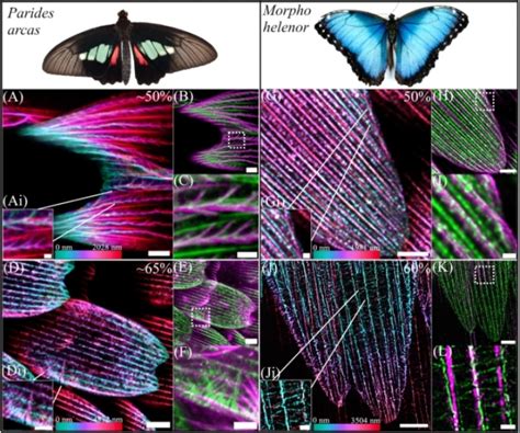Butterflies Scale Nano Structures Are So Powerful That They Dont Fade From Ultraviolet Sun