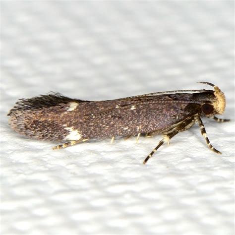 Red Striped Fireworm Moth Aroga Trialbamaculella Bugguidenet