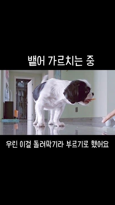 고기간식 뱉어 시키기 Youtube
