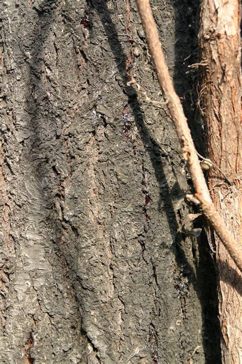 Tree Texture Picture Image 369091