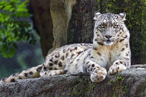 壁紙、ユキヒョウ、横になる、肉球、凝視、動物、ダウンロード、写真