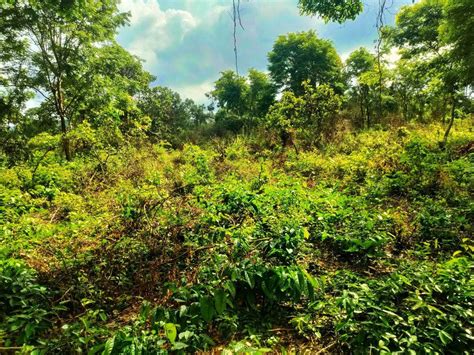 Msjtv News ដីព្រៃក្នុងតំបន់ប្រើប្រាស់ច្រើនយ៉ាង “ភ្នំនាងកង្រី និងភ្នំទូកមាស