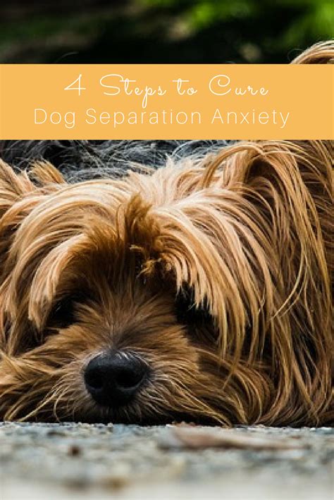 Cure Dog Separation Anxiety Help Your Dog In 4 Easy Steps