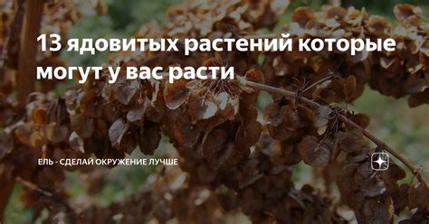 13 ядовитых растений которые могут у вас расти ЕЛЬ сделай окружение лучше Дзен