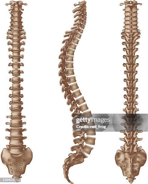 Real Human Bones Spine
