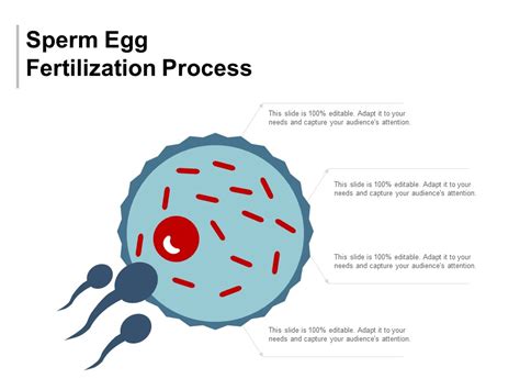 Sperm And Egg Fertilization Process