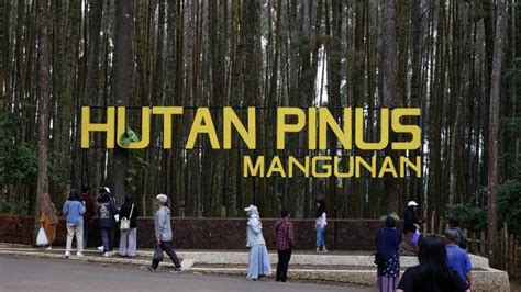 Hutan Pinus Mangunan Harga Tiket Rute Dan Daya Tarik