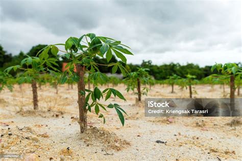자연 배경에 타피오카 필드 성장 카사바 카사바 심기의 계절 여름 농업 카사바 묘목 나무 마니오 우비카유 삼푸 0명에 대한 스톡