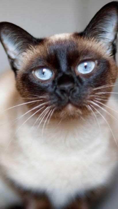 Why Are Siamese Cats Cross Eyed Are Crossed Eyes Normal For A Siamese