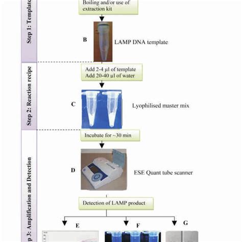 A Proposed Three Step Lamp Method For Diagnosing Neglected Tropical