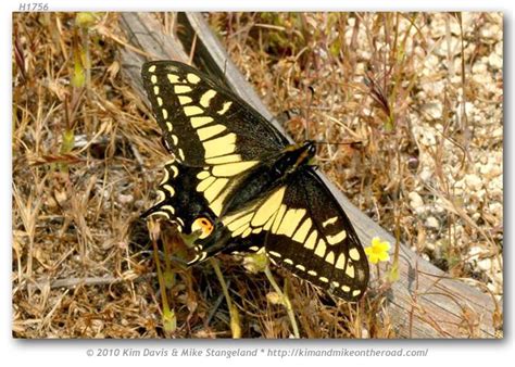 Papilio Zelicaon Anise Swallowtail