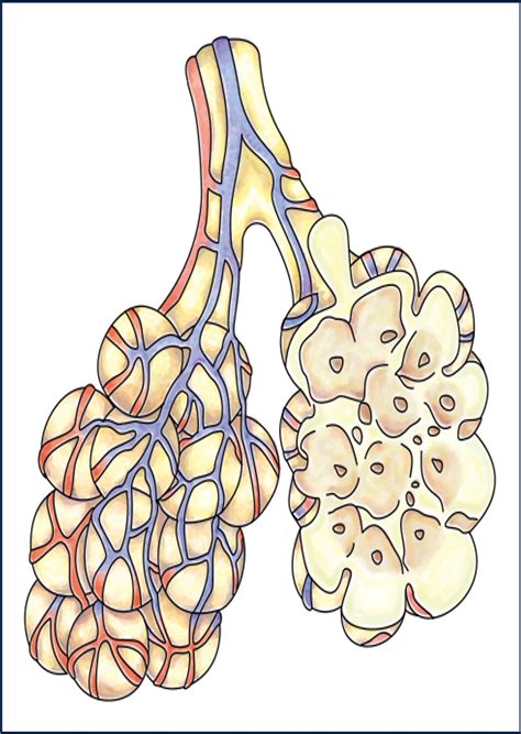 Alveoli