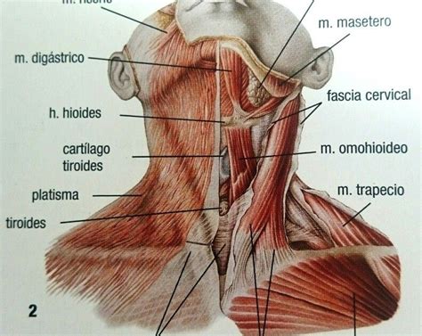 Cuello
