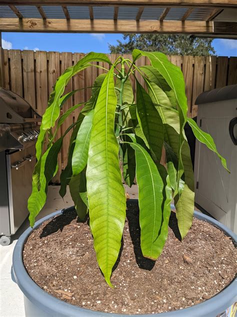Ginormous Leaves Out Of Nowherewhats Up Fourth Time Repotting Mango
