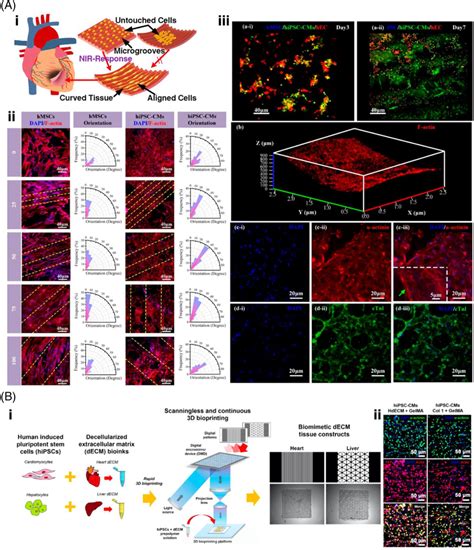 Digital Light Processing Dlp Bioprinting For Heart Regeneration A Download Scientific