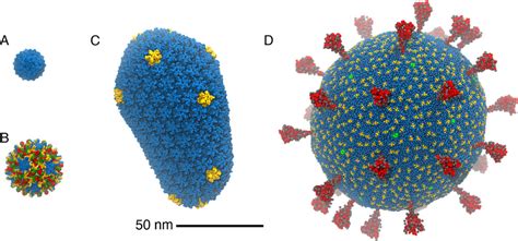 Virus Structure