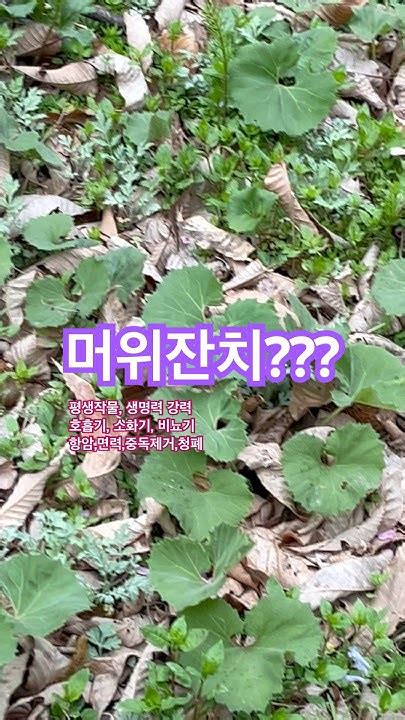 한번심고 평생먹기 생명력 강인 머위잔치 호흡기소화기비뇨기 효능 항암면력증진중독제거보폐청폐탁월💜 ️💚💙 Youtube