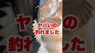 アジュール舞子でヤバすぎる魚が釣れました shortsFMAXTVつりZINETSURIZINE