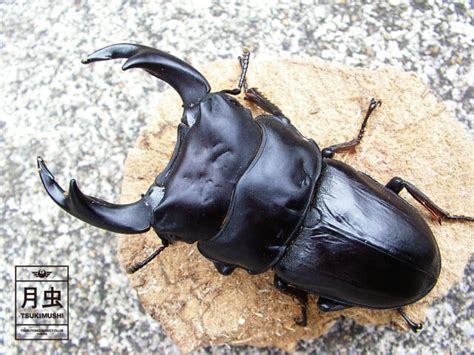 飼育したいクワガタカブトムシ人気ランキング 月虫