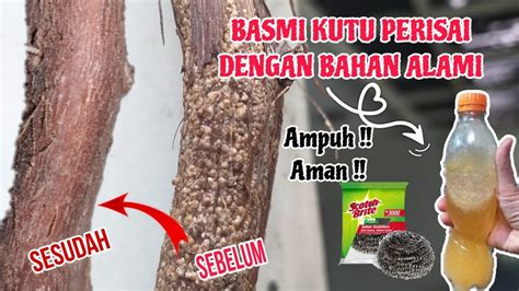 Hama Kutu Perisai Pada Tanaman Anggur YouTube