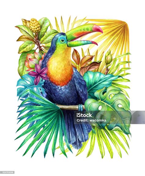 수채화 식물 삽화 정글 녹색 손바닥에 그려진된 큰부리새 나뭇잎 손 낙원 새 열 대 자연 흰색 배경에 고립 0명에 대한 스톡 벡터 아트 및 기타 이미지 Istock