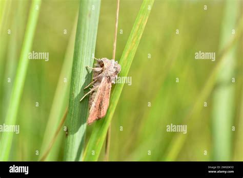 A Light Brown Moth Called The Striped Armyworm Sits On The Grass Stock