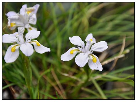 Iris Henryi And Iris Cristata Growing With Plants