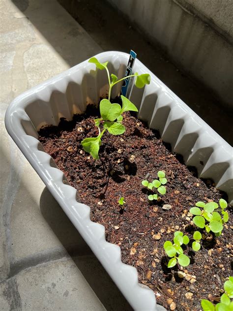 火を使わずに晩御飯を作りたい 小さな世界