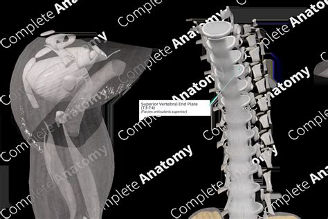 Superior Vertebral End Plate T3 T4 Complete Anatomy