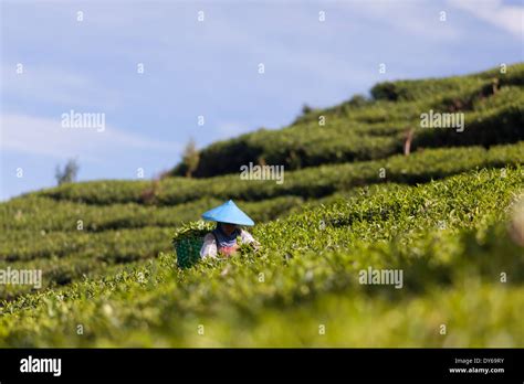 Woman Harvesting Tea Camellia Sinensis On Tea Plantation Near Ciwidey